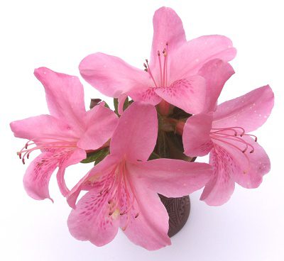 Azaleas Clip Art | South Pleasantburg Nursery