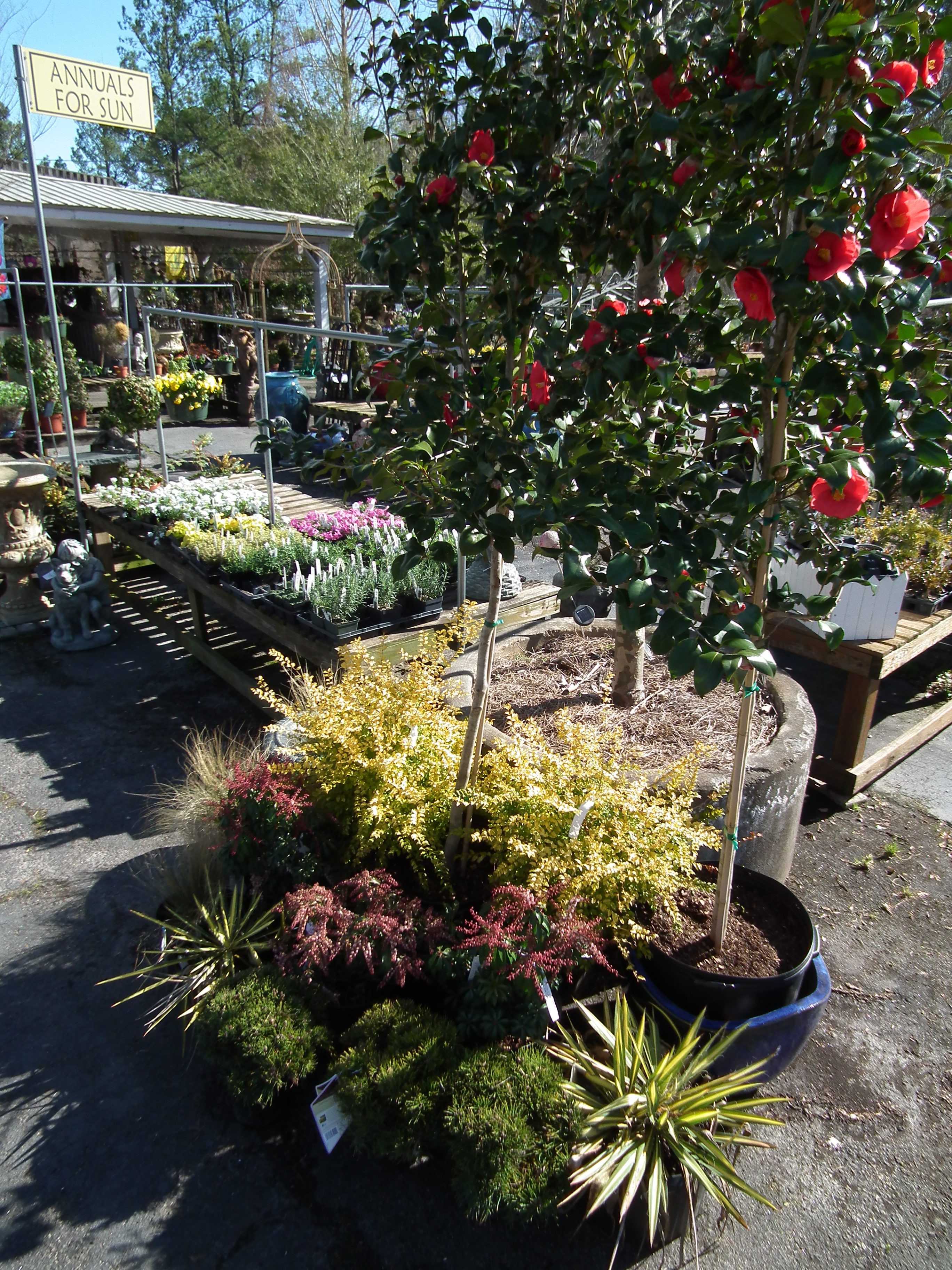 March Showcase Of Plants | South Pleasantburg Nursery